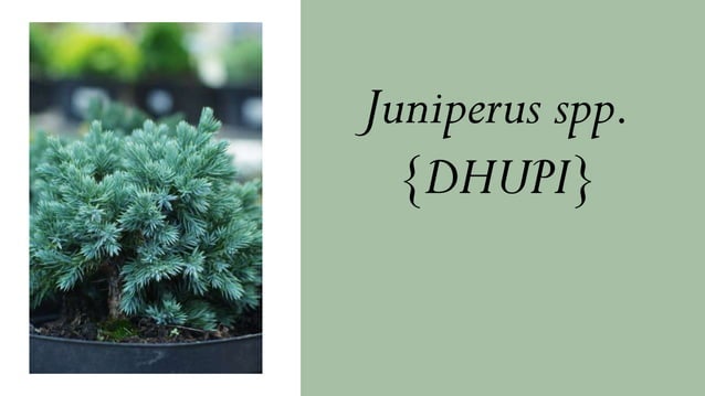 JUNIPERUS SPECIES PRESENTATION | PPTX | Gardening | Home & Garden