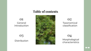 JUNIPERUS SPECIES PRESENTATION | PPT