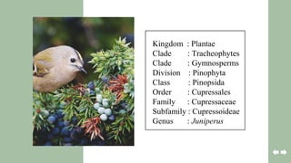 JUNIPERUS SPECIES PRESENTATION | PPTX