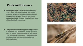JUNIPERUS SPECIES PRESENTATION | PPT
