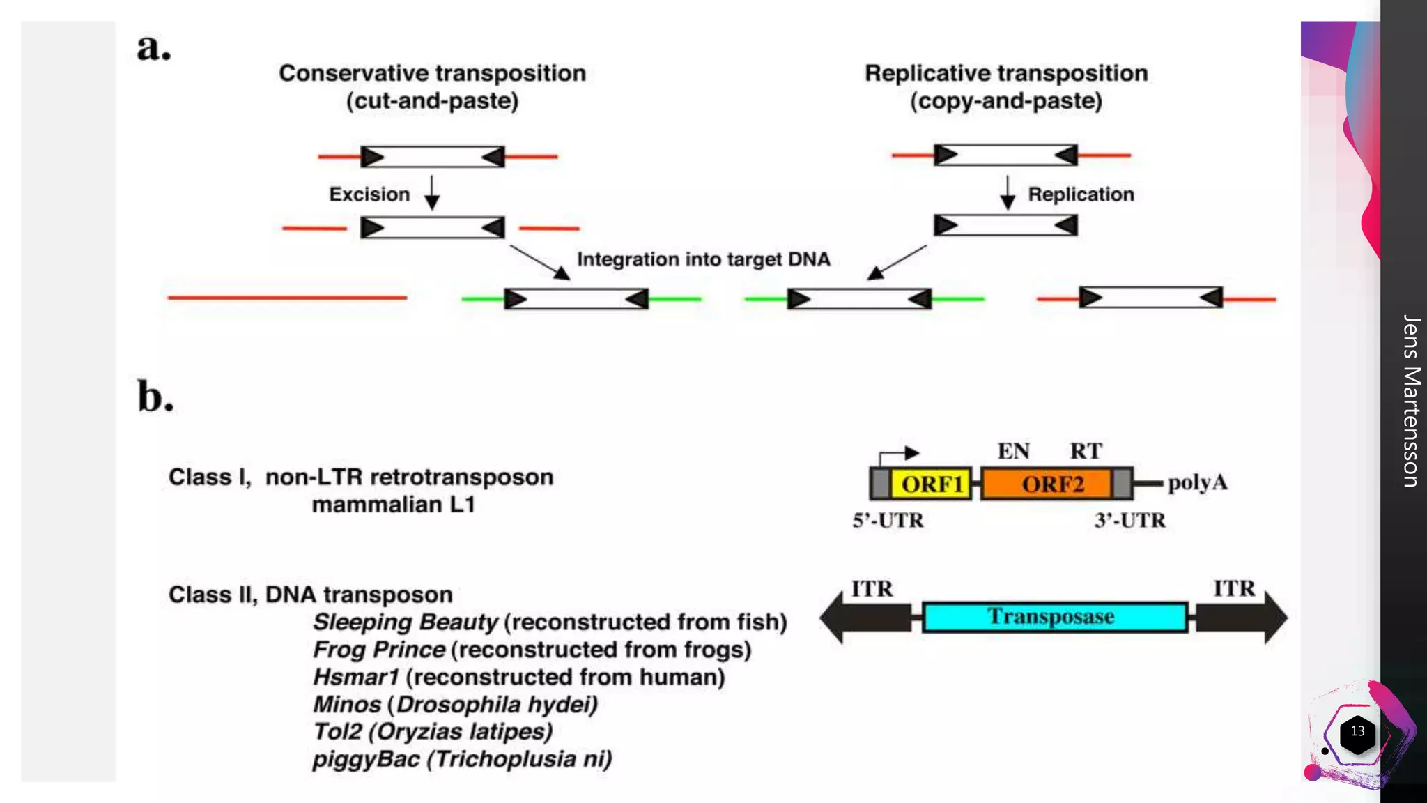 Junk DNA/ Non-coding DNA and its Importance (Regulatory RNAs, RNA ...