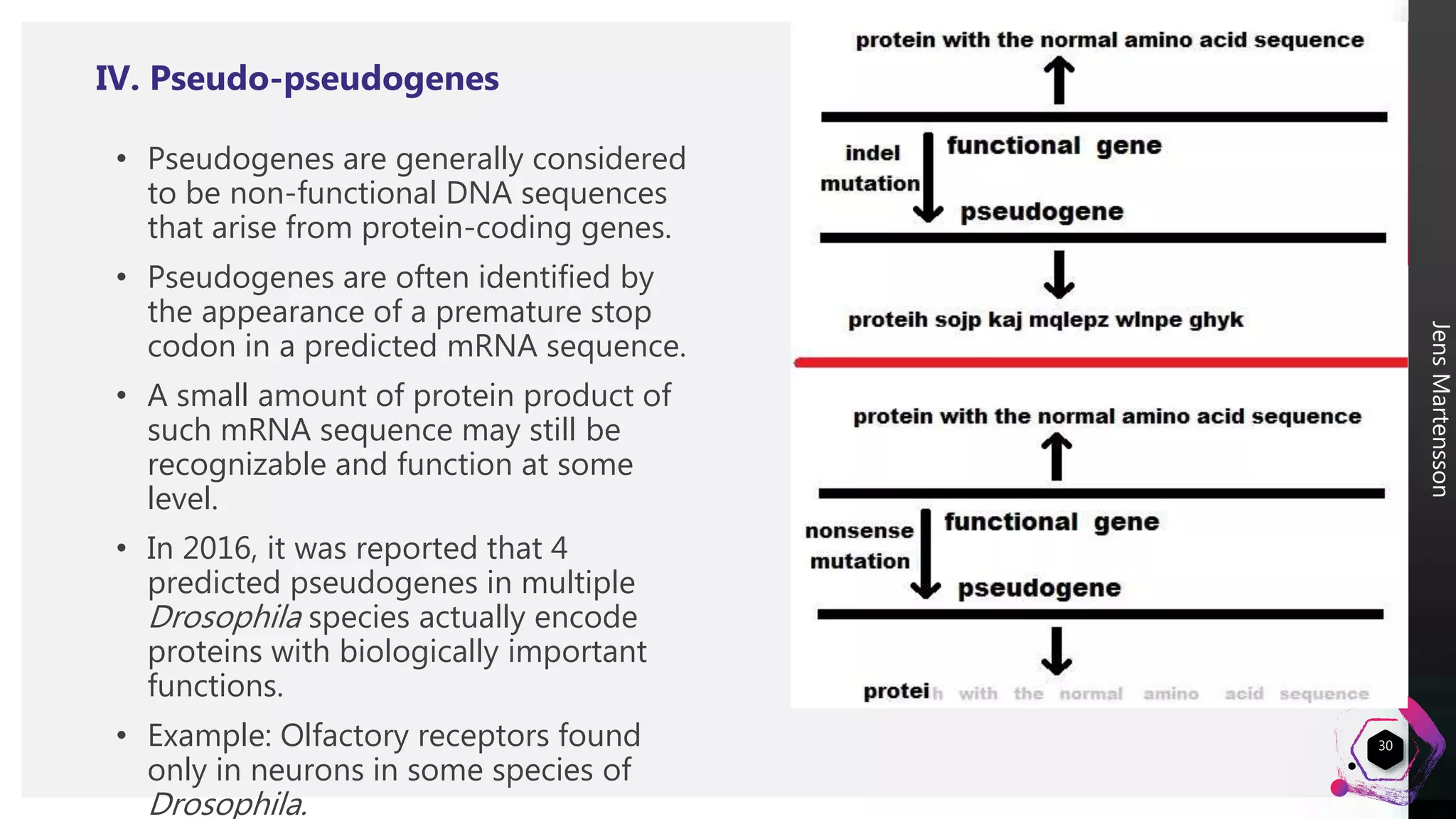 Junk DNA/ Non-coding DNA and its Importance (Regulatory RNAs, RNA ...