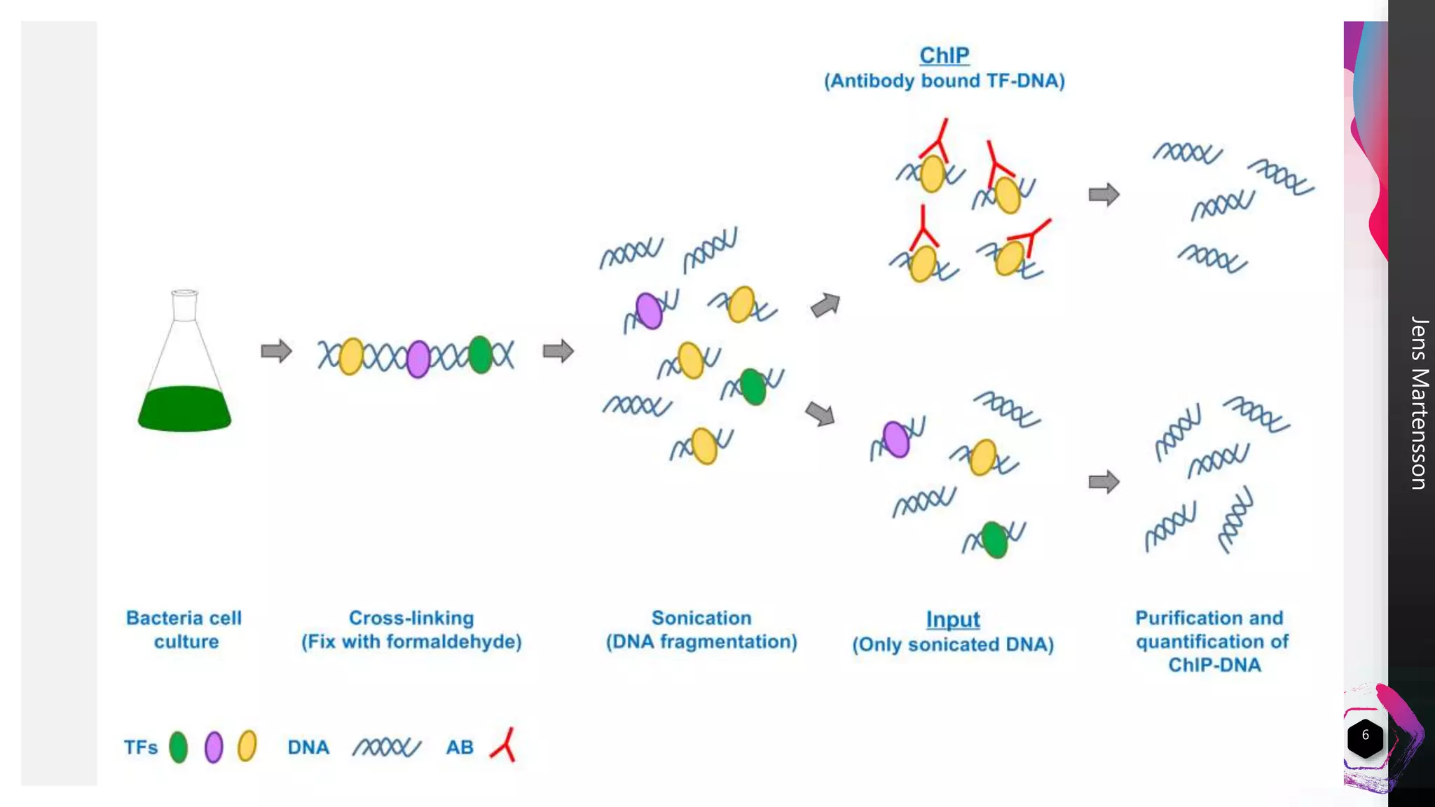 Junk DNA/ Non-coding DNA and its Importance (Regulatory RNAs, RNA ...