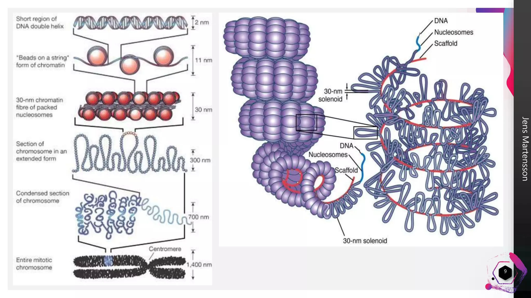 Junk DNA/ Non-coding DNA and its Importance (Regulatory RNAs, RNA ...
