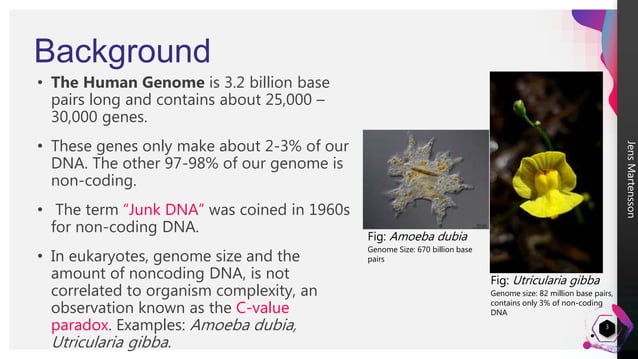 Junk DNA/ Non-coding DNA and its Importance (Regulatory RNAs, RNA ...