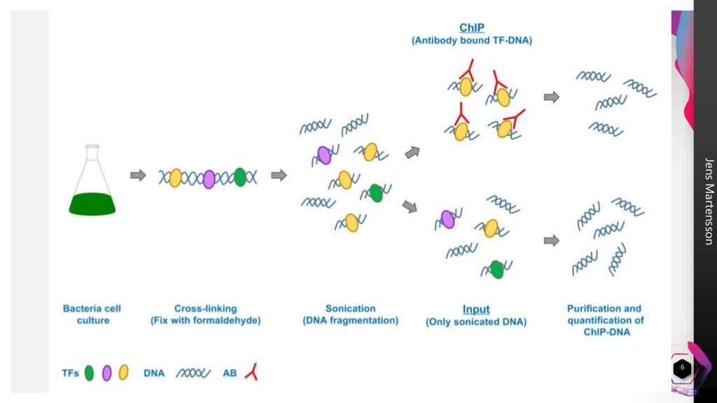 Junk DNA/ Non-coding DNA and its Importance (Regulatory RNAs, RNA in…