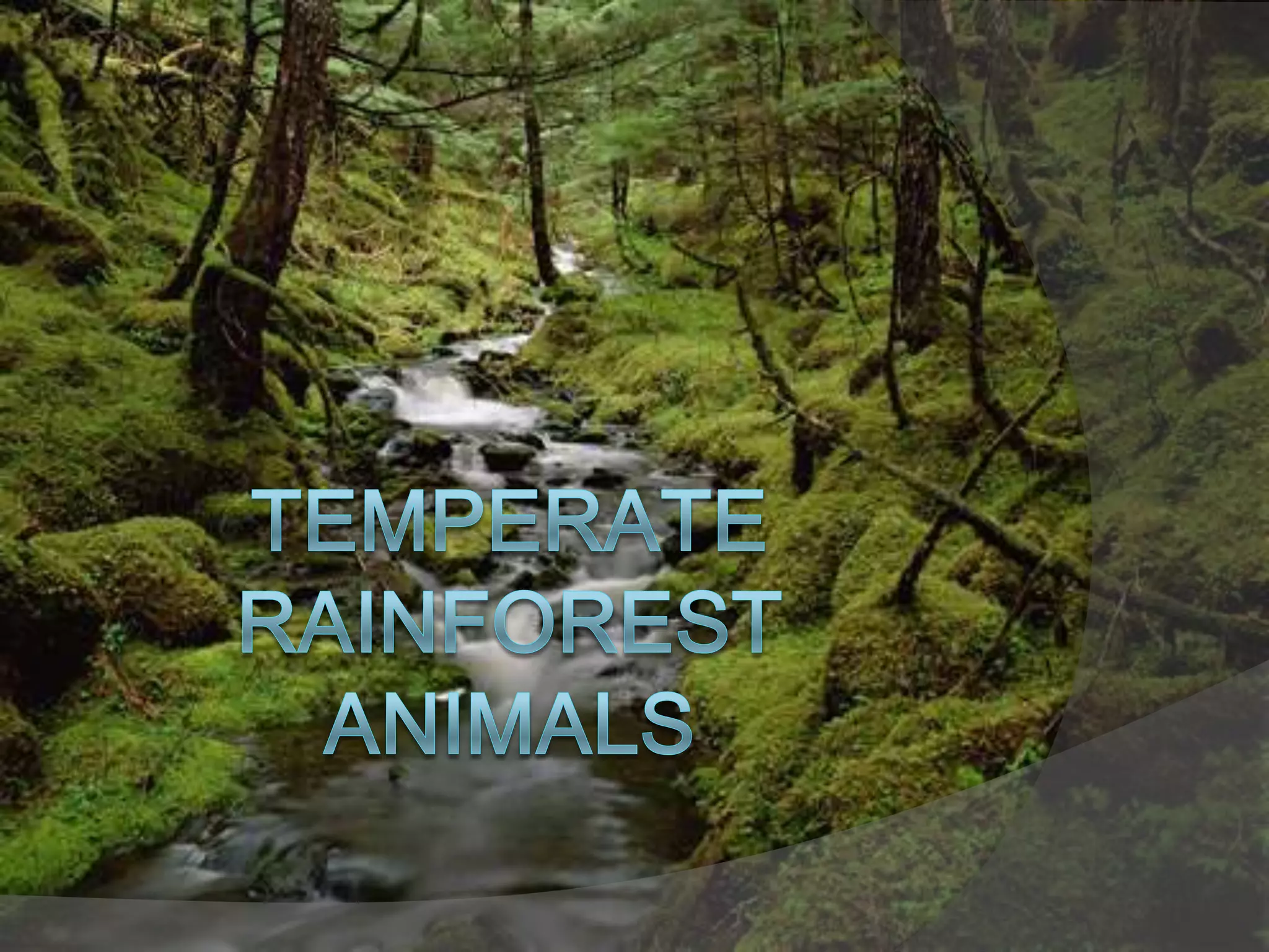 Temperate Rainforest | PPTX