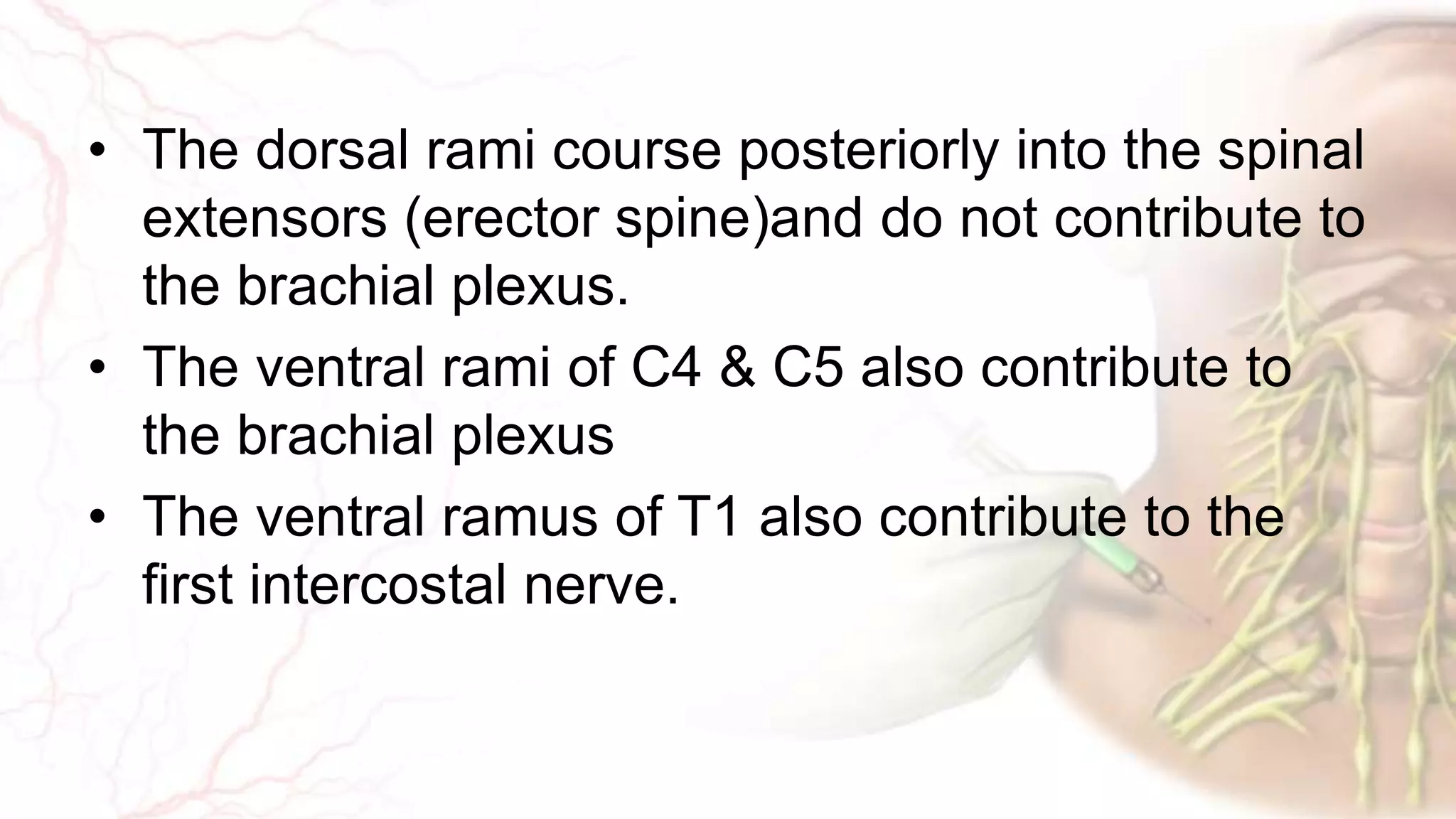 Anatomy of Brachial plexus | PPTX