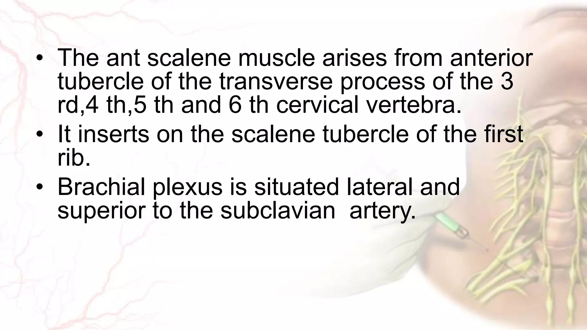 Anatomy of Brachial plexus | PPTX
