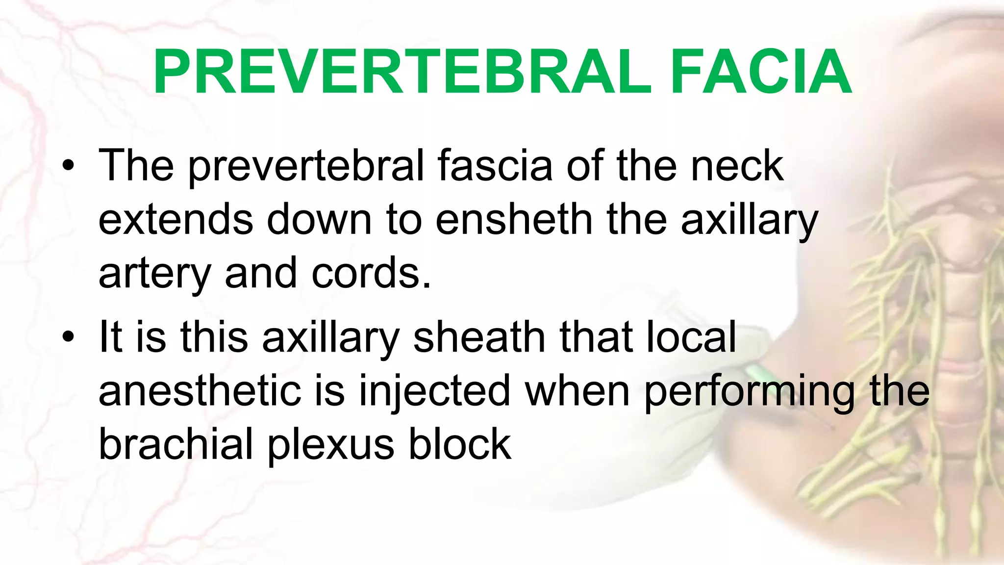 Anatomy of Brachial plexus | PPTX
