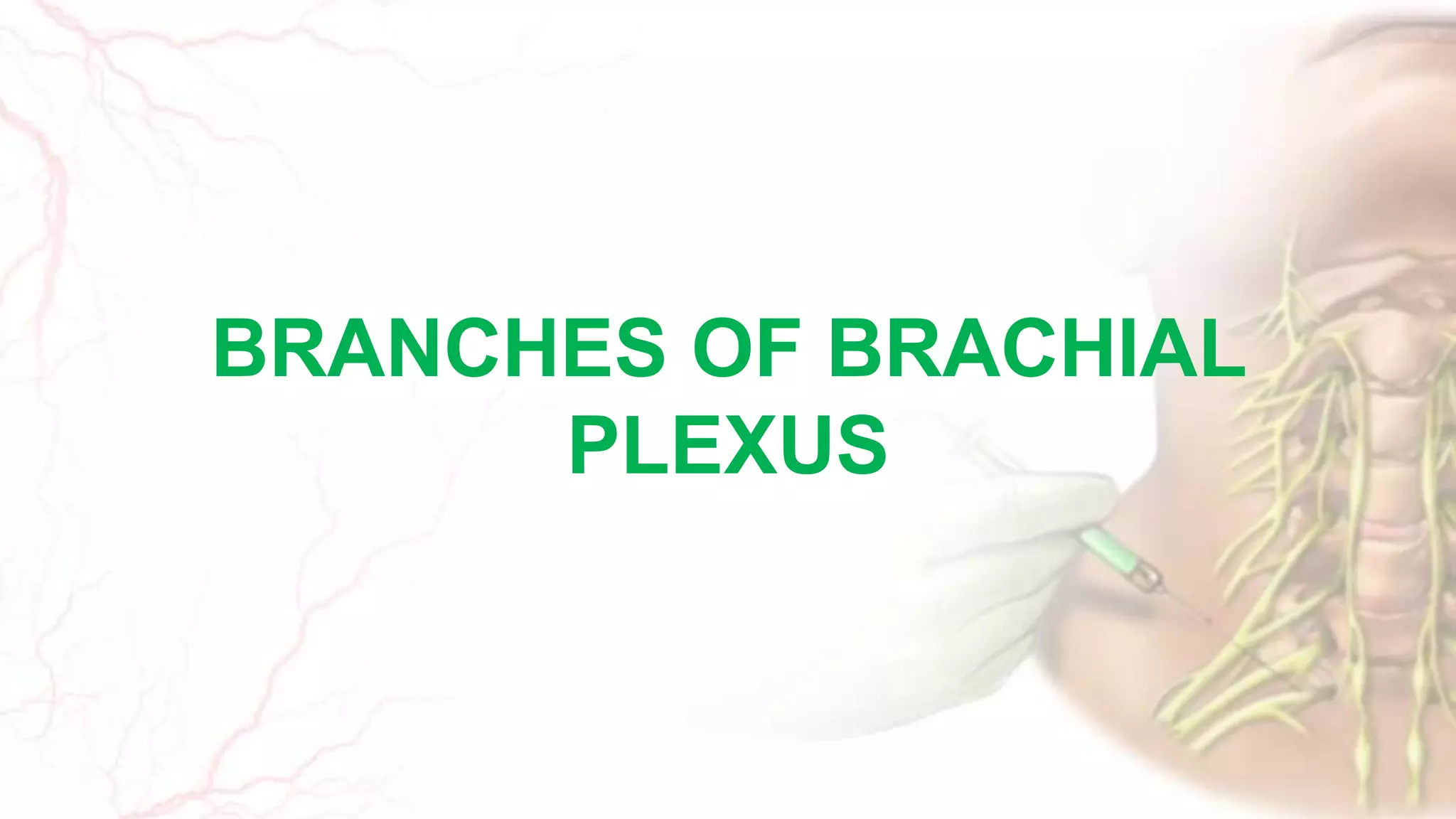 Anatomy of Brachial plexus | PPTX