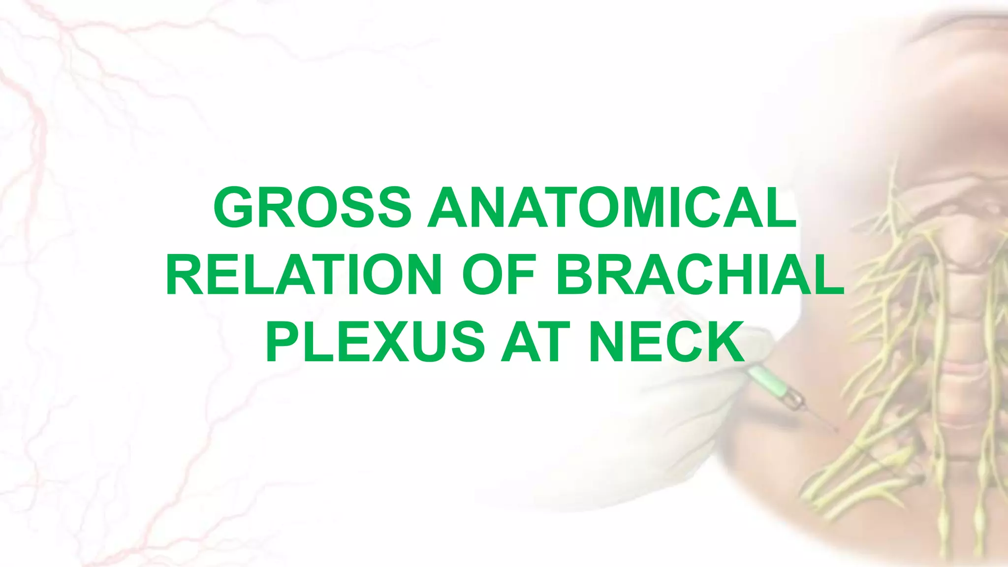 Anatomy of Brachial plexus | PPTX