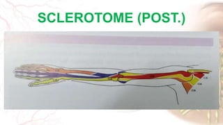 Anatomy of Brachial plexus | PPTX