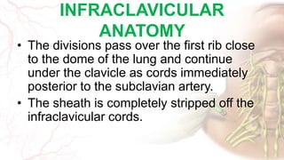 Anatomy of Brachial plexus | PPTX