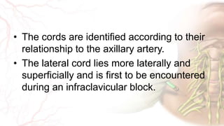 Anatomy of Brachial plexus | PPTX