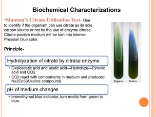ISOLATION AND IDENTIFICATION OF NLF BACTERIA IN VARIOUS SAMPLES. | PPTX