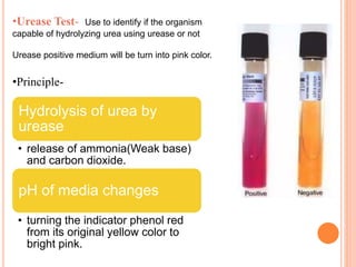 ISOLATION AND IDENTIFICATION OF NLF BACTERIA IN VARIOUS SAMPLES. | PPTX