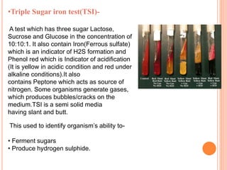 ISOLATION AND IDENTIFICATION OF NLF BACTERIA IN VARIOUS SAMPLES. | PPTX