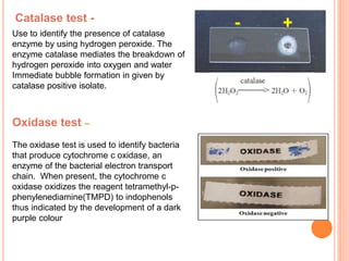 ISOLATION AND IDENTIFICATION OF NLF BACTERIA IN VARIOUS SAMPLES. | PPTX