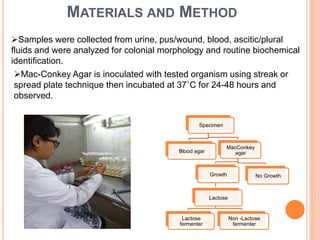 ISOLATION AND IDENTIFICATION OF NLF BACTERIA IN VARIOUS SAMPLES. | PPTX