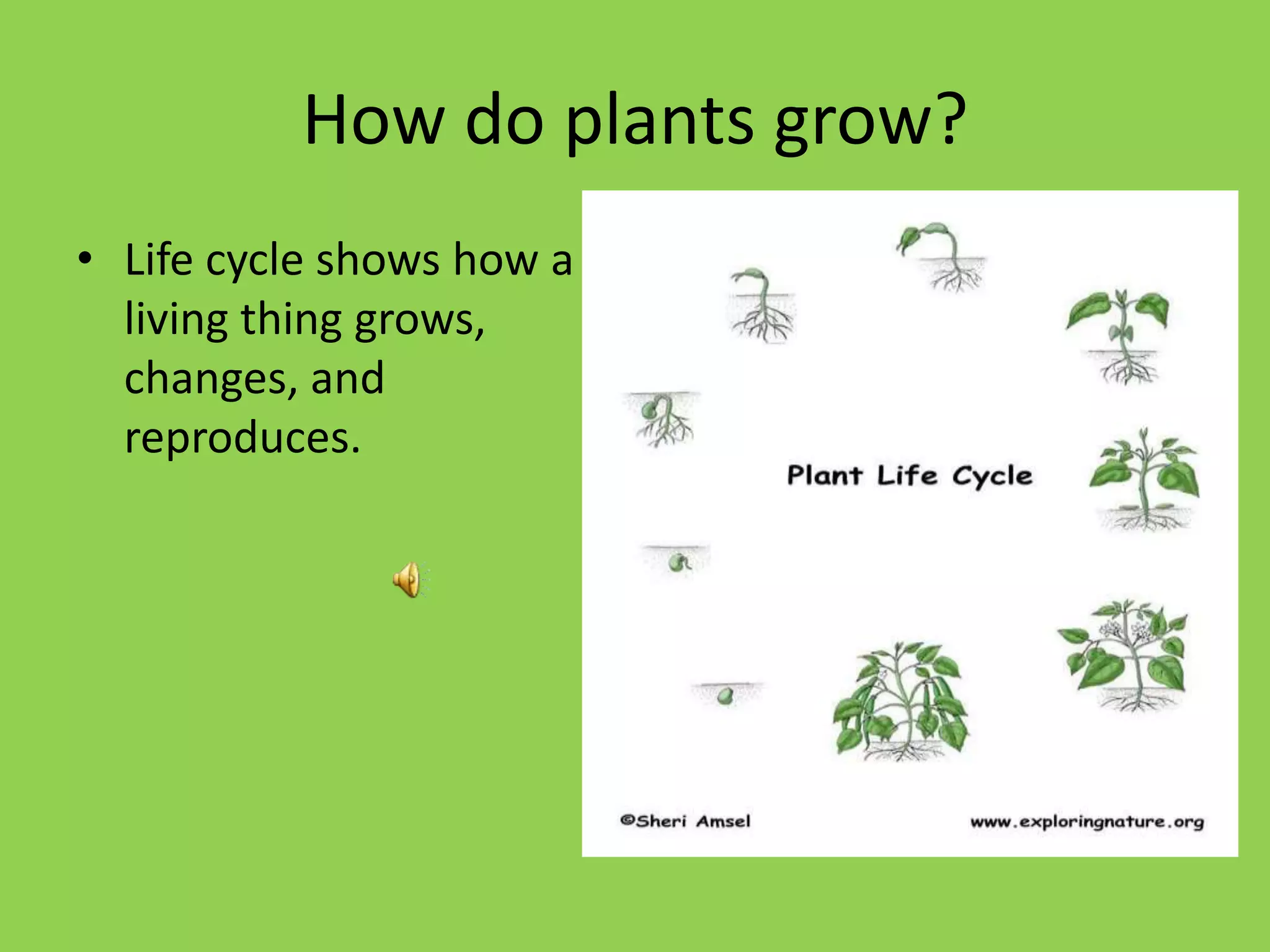 Jurica eded-3308 plant life cycle [autosaved] | PPTX