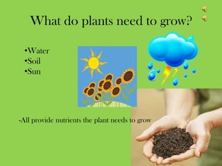 Jurica eded-3308 plant life cycle [autosaved] | PPTX