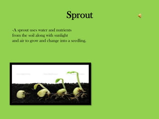 Jurica eded-3308 plant life cycle [autosaved] | PPTX
