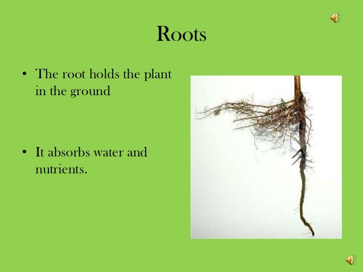 Jurica eded-3308 plant life cycle [autosaved]