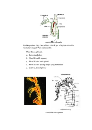 Jurnal belajar 2 hemikordata | PDF