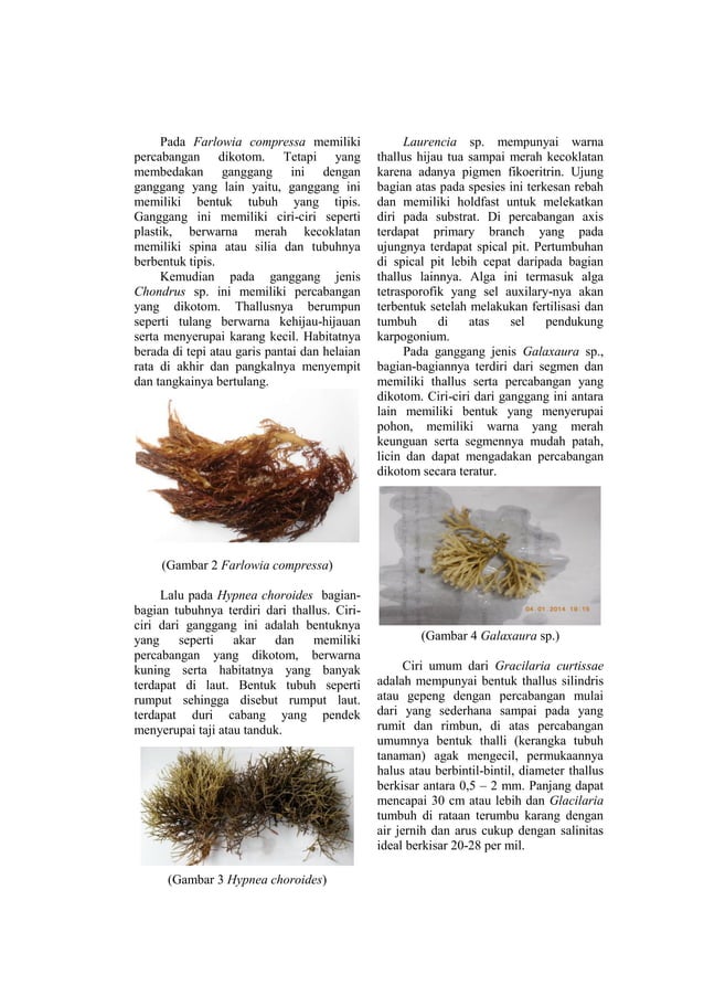 Jurnal praktikum lapangan cryptogamae kelompok 4A | PDF
