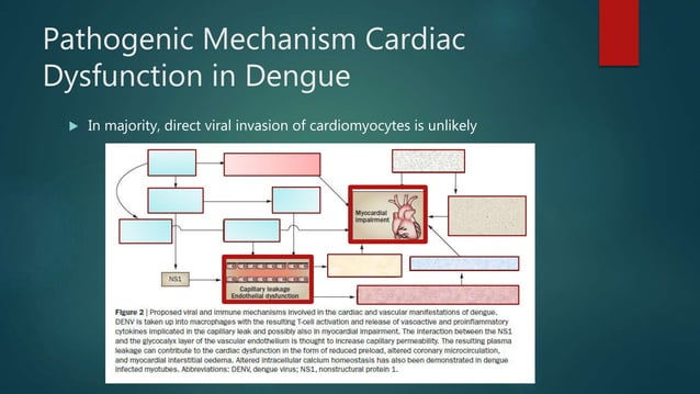 Cardiac Manifestation in Dengue Infection | PPTX | Heart and ...