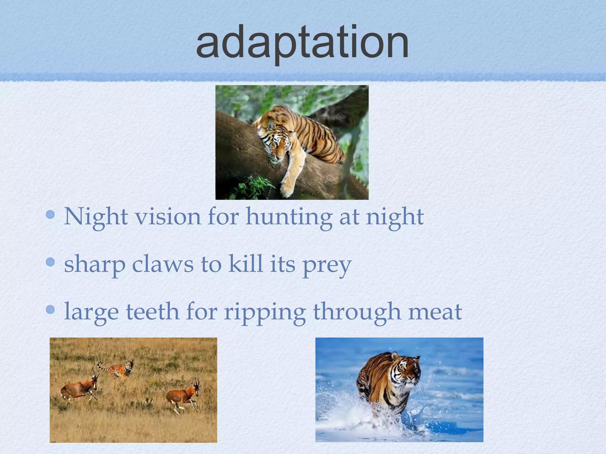 Justin and mustafa and collin final animal ppt | PPT