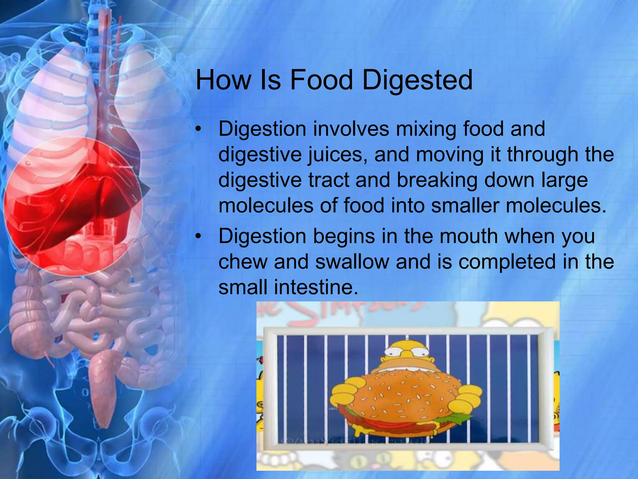 Justin digestive system power point presentation for mr. stange | PPTX