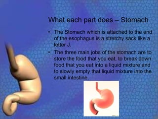 Justin digestive system power point presentation for mr. stange | PPT