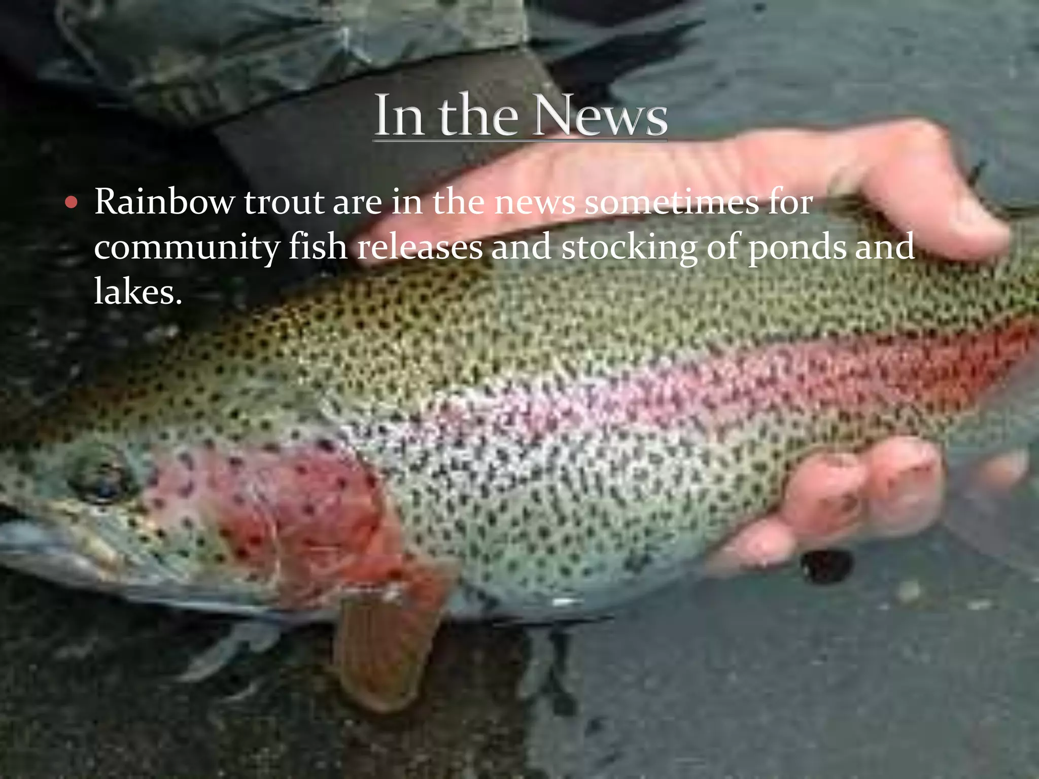 Justin's wildlife trout project | PPTX