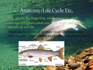 Justin's wildlife trout project | PPT
