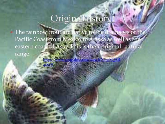 Justin's wildlife trout project | PPT