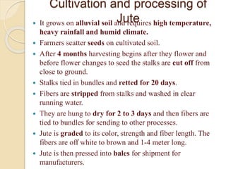 Natural FIber - Jute | PPTX