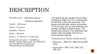 Jute: The golden fibre | PPTX