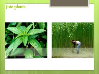 Jute | PPTX