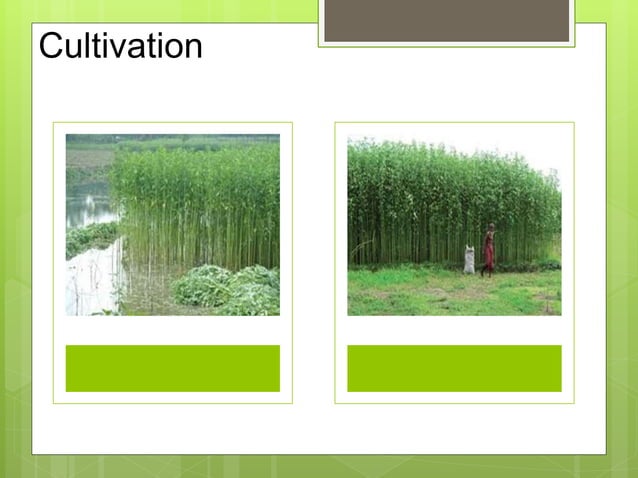 Jute | PPTX | Agriculture | Industries