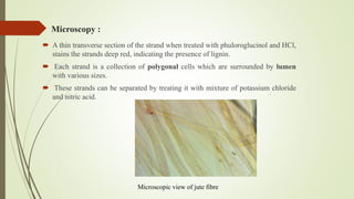 JUTE.pptx | Needlework | Arts and Crafts