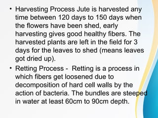 jute as a fiber in pharmacy - source,cultivation,tests,uses | PPT