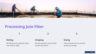 Jute-Fiber-The-Golden-Fiber all you need to know | PPTX