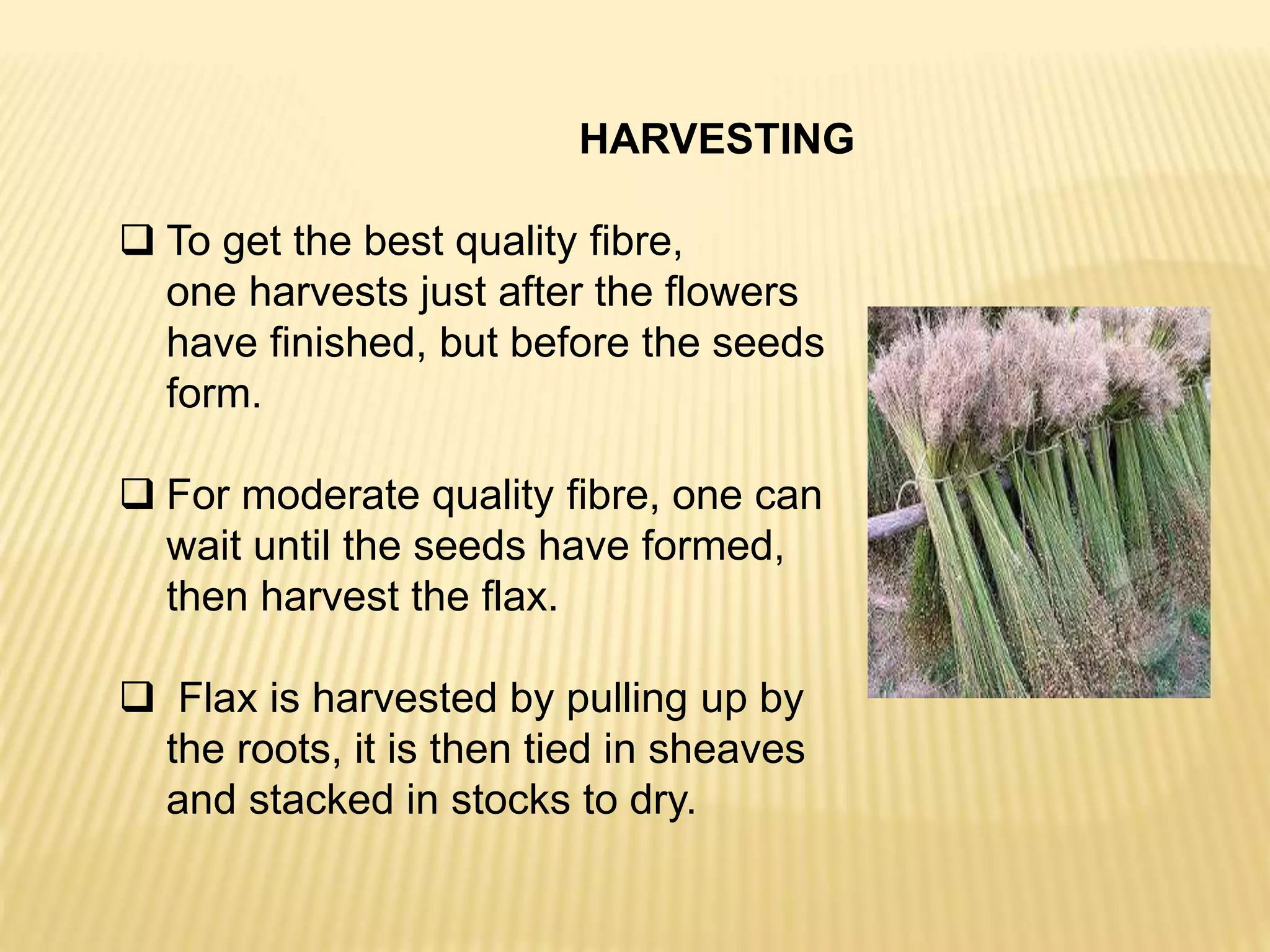 Jute and flax spinning | PPTX