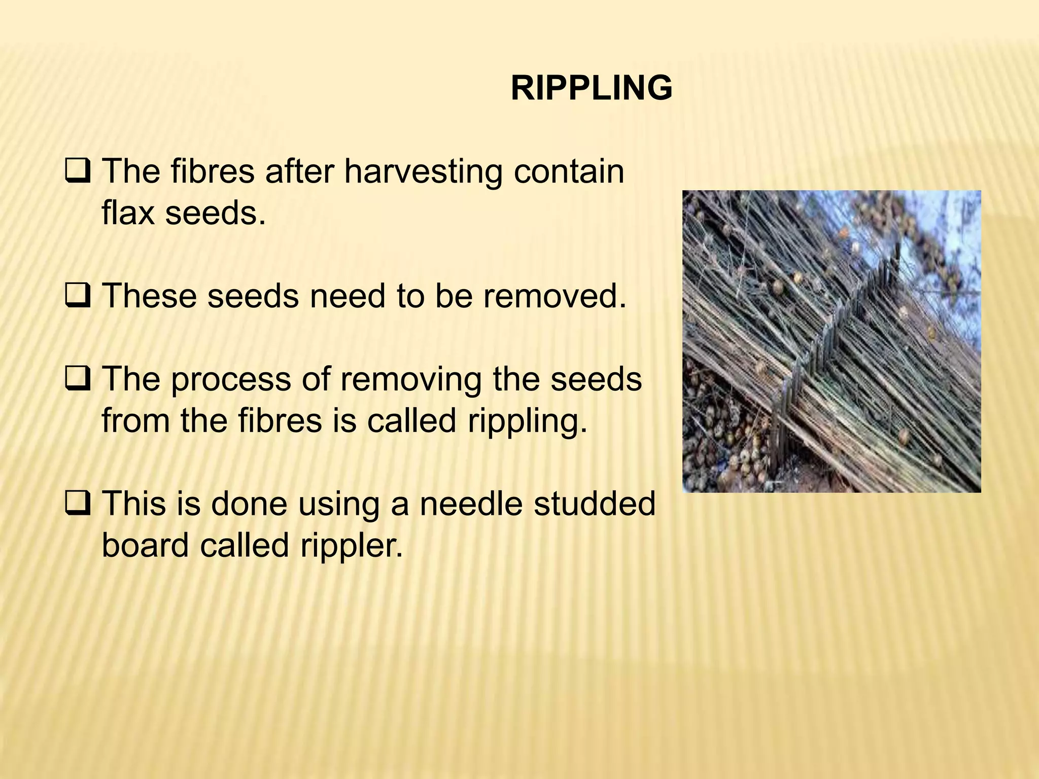 Jute and flax spinning | PPTX