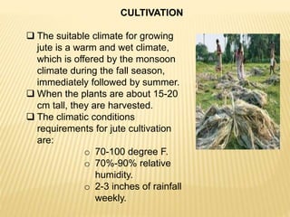 Jute and flax spinning | PPTX