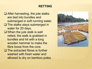 Jute and flax spinning | PPTX