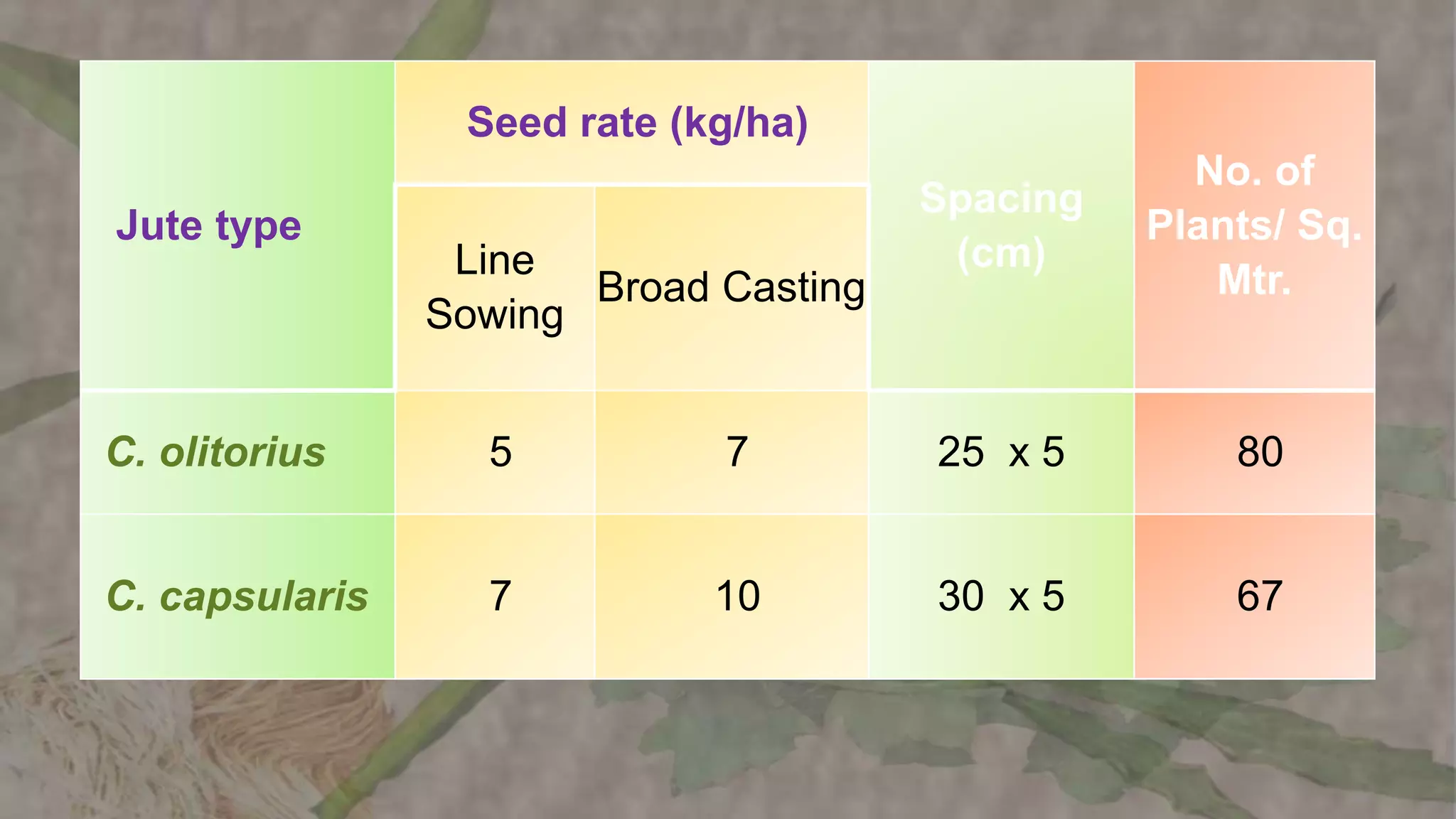 Jute and tomato seed production | PPTX