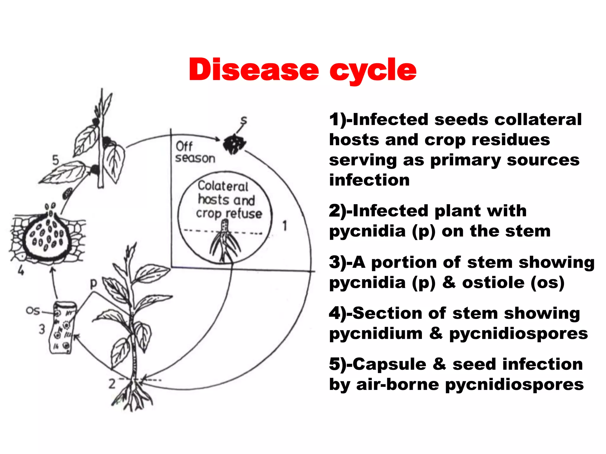 Jute & cotton diseases by zahid | PPT